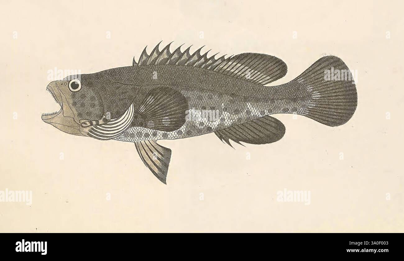 Descriptions and figures of Two Hundred Fishes London, imprimé par W ...