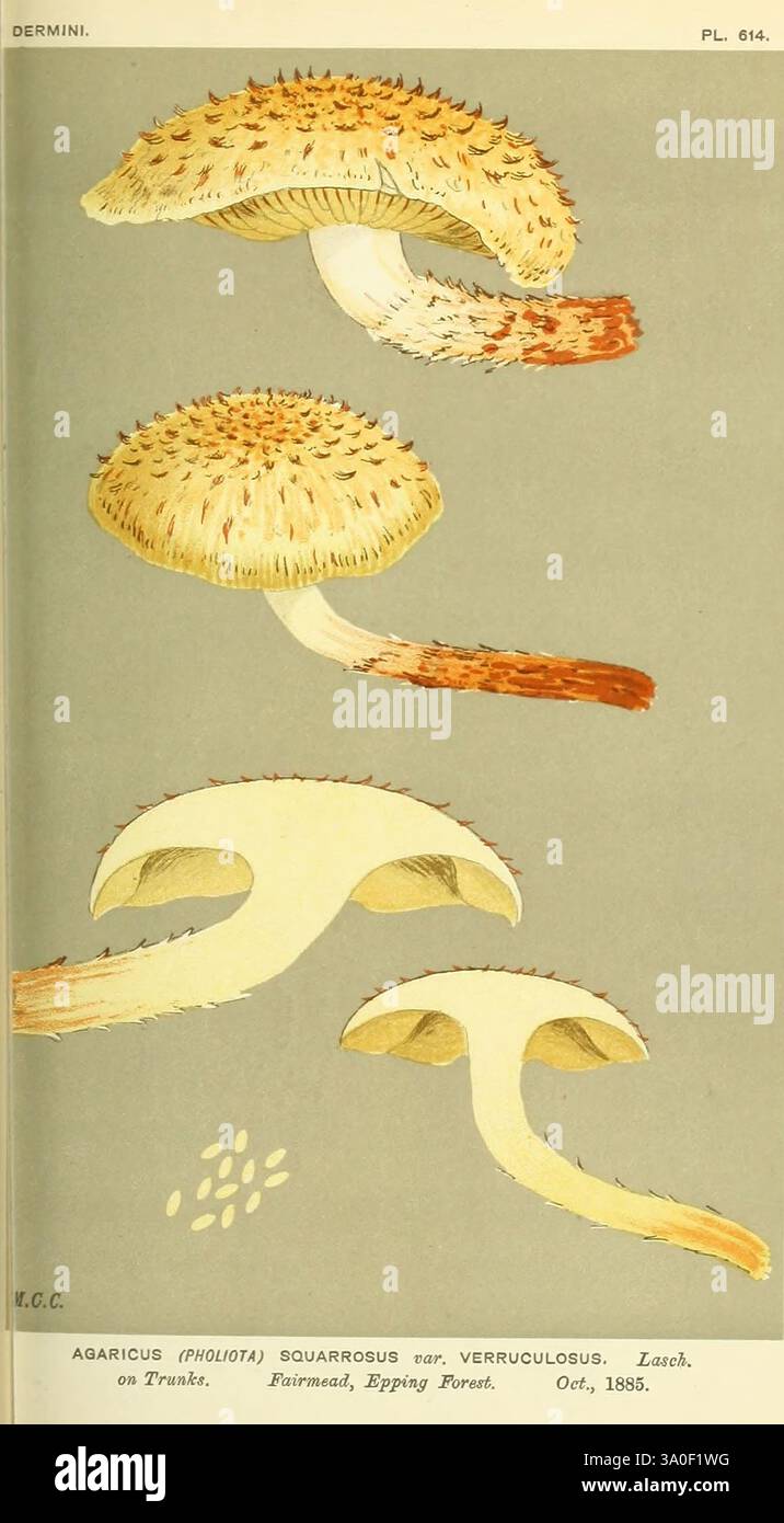 Illustrations, de, Britanniques, champignons, (Hymenomycetes), pour ...