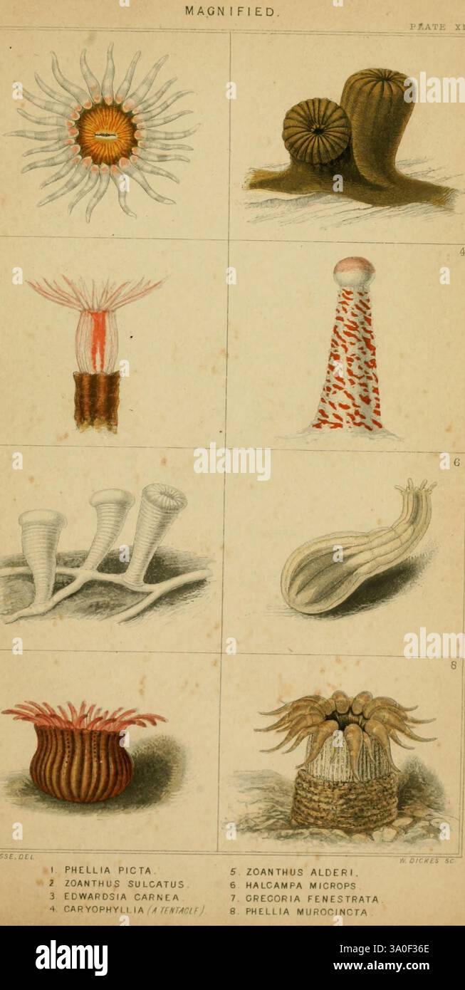 Actinologia britannica London Van Voorst 1860 Grande-Bretagne coraux ...