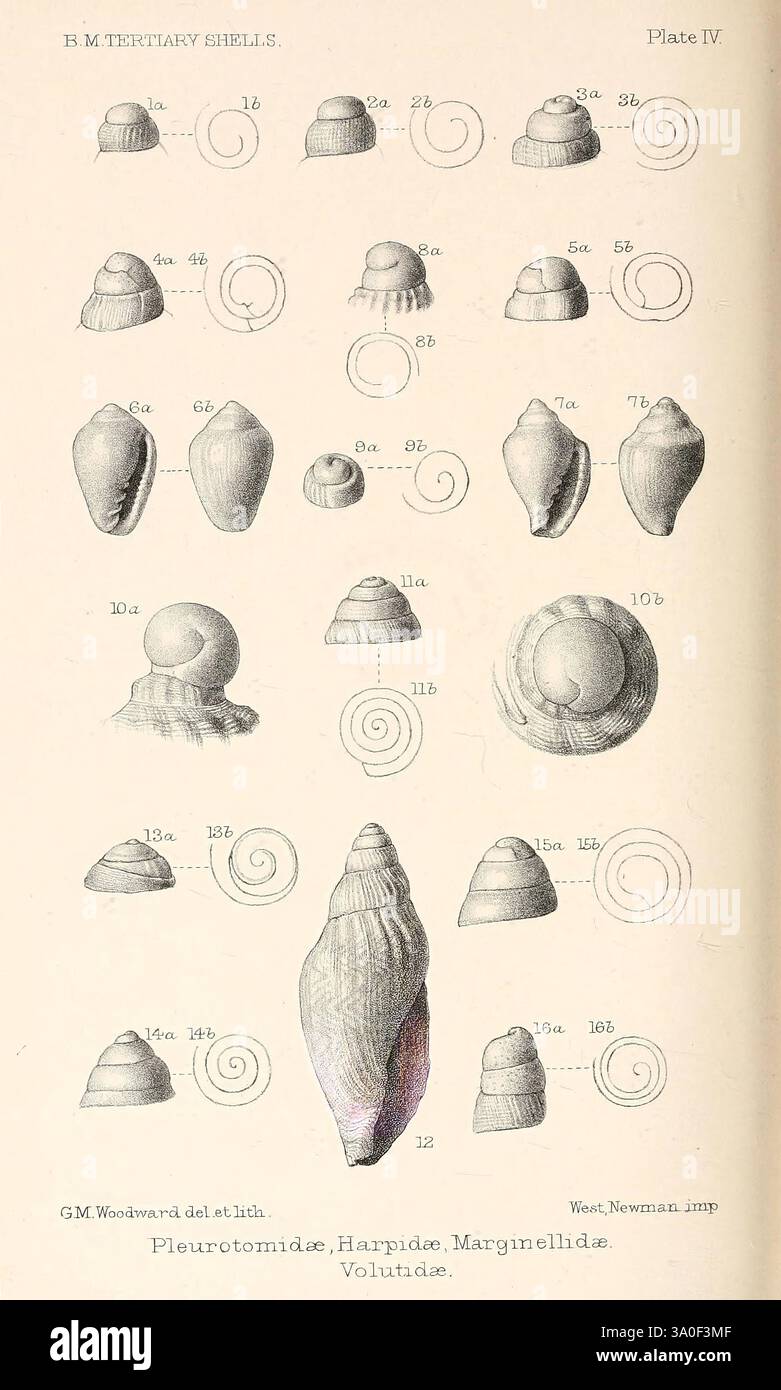 Catalogue des mollusques tertiaires au Département de géologie, British ...
