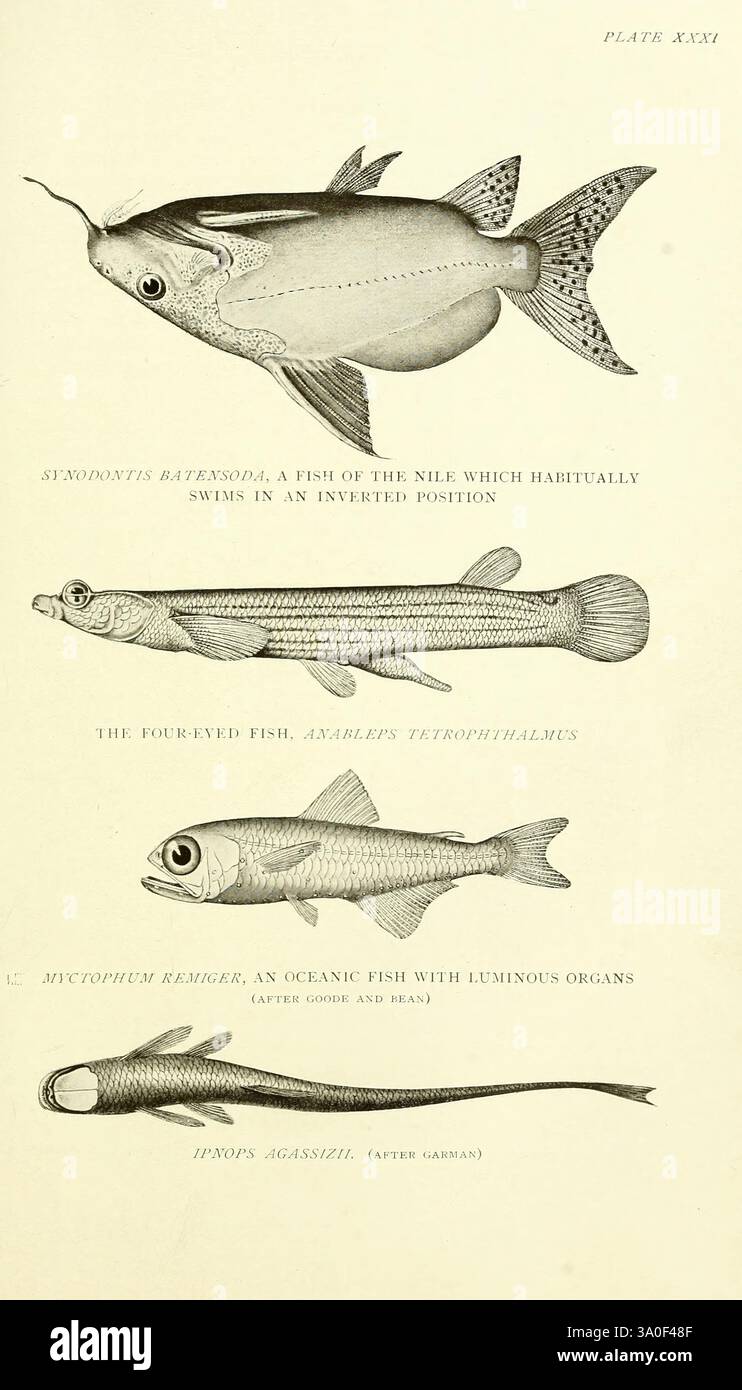 Reptiles, amphibiens, poissons et basse Chordata, Londres, Methuen ...