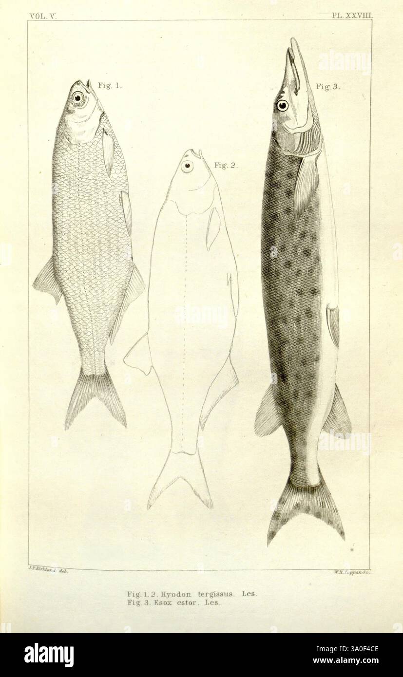 Boston Journal of Natural History. Boston, Boston Society of Natural ...