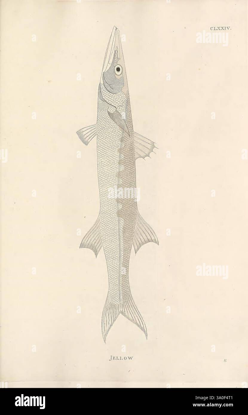 Descriptions et figures de deux cents poissons Londres, imprimé par W ...