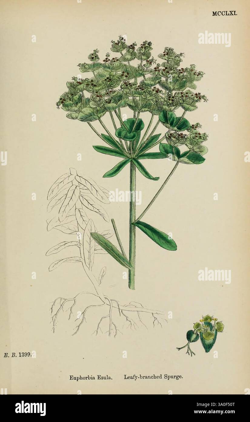 Botanique anglaise figures colorées des plantes britanniques Londres R ...