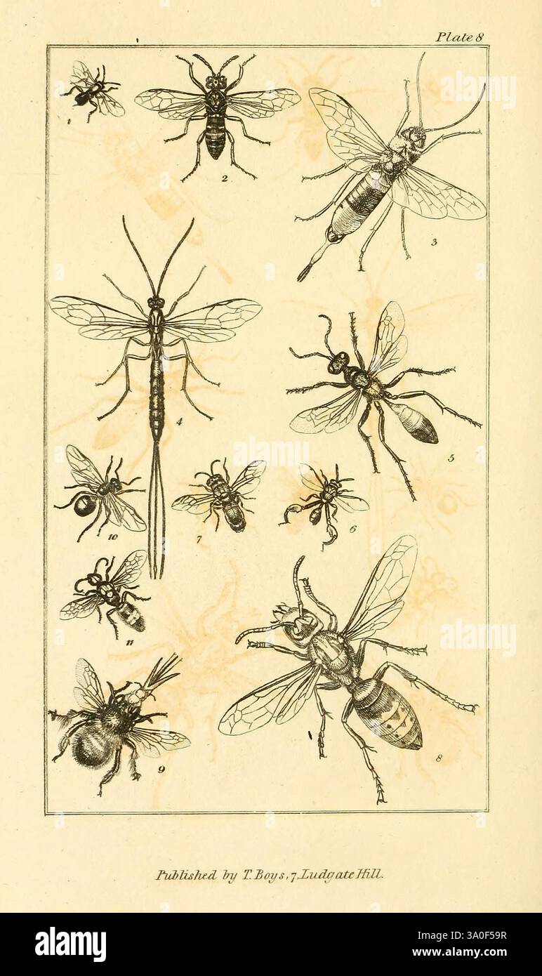 Le compendium utile de l'entomologiste, Londres, imprimé pour T. Boys ...
