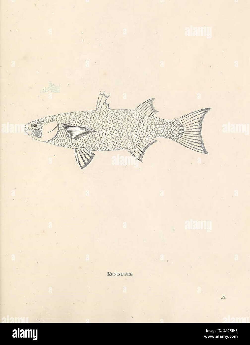 Descriptions and figures of Two Hundred Fishes London, imprimé par W ...
