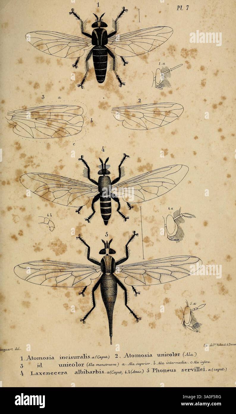 Diptères exotiques nouveaux ou peu connus Paris, Roret,1838-1843 ...