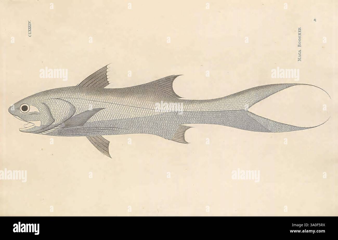 Descriptions, et, figures, de, deux, cent, poissons, Londres, imprimé ...