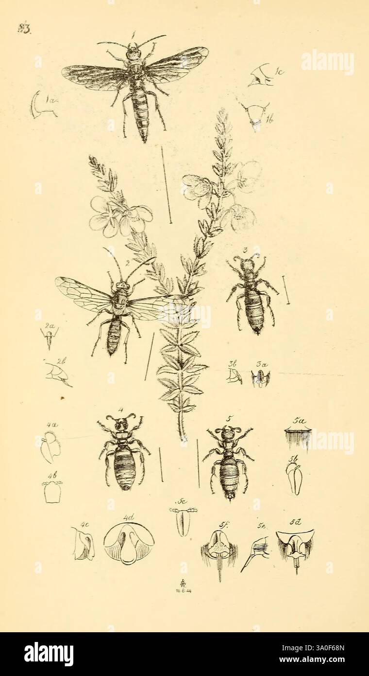 Arcana Entomologica, ou illustrations de nouveaux insectes rares et ...