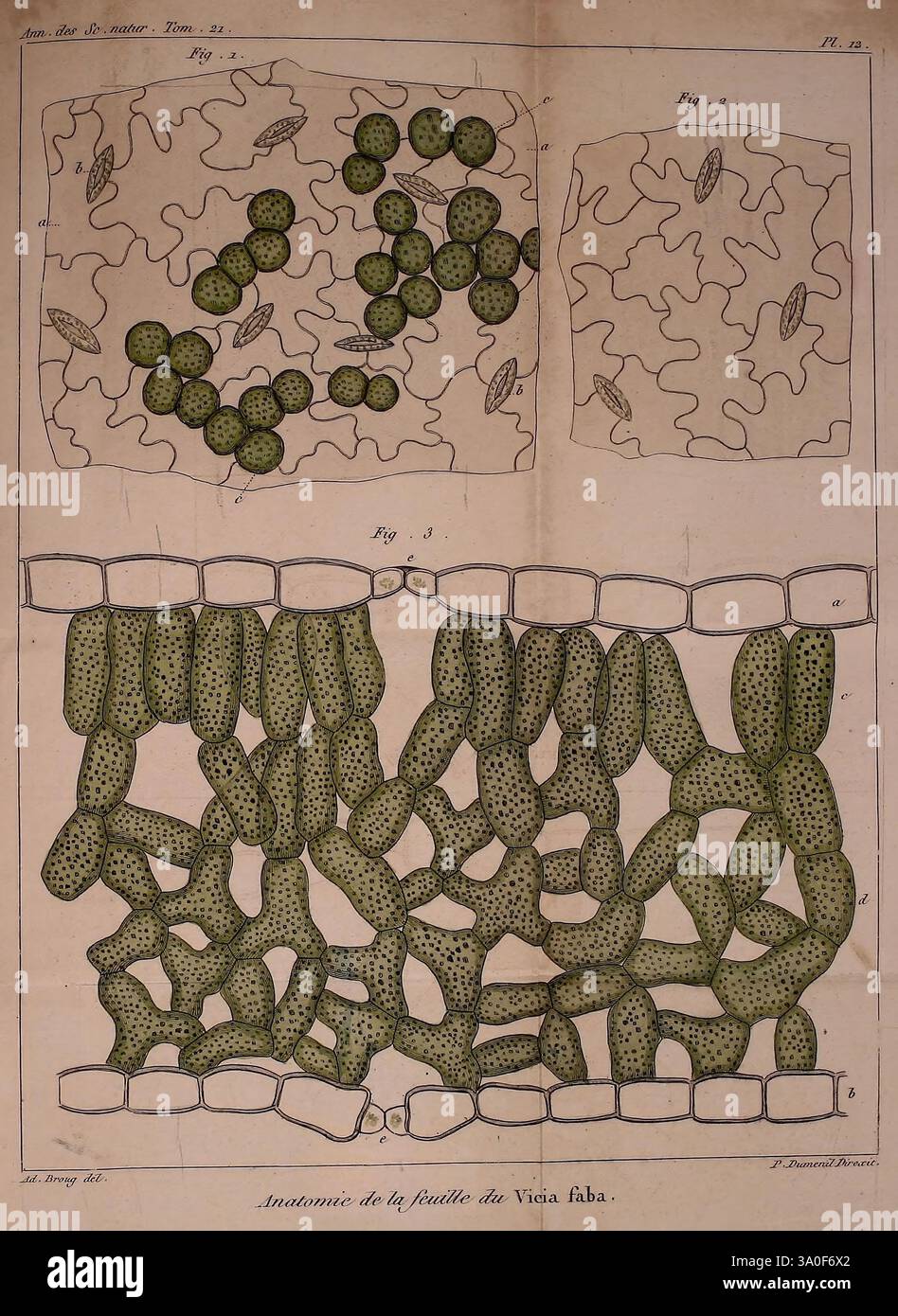 Annales des Sciences naturelles Paris Crochard Science anatomie ...