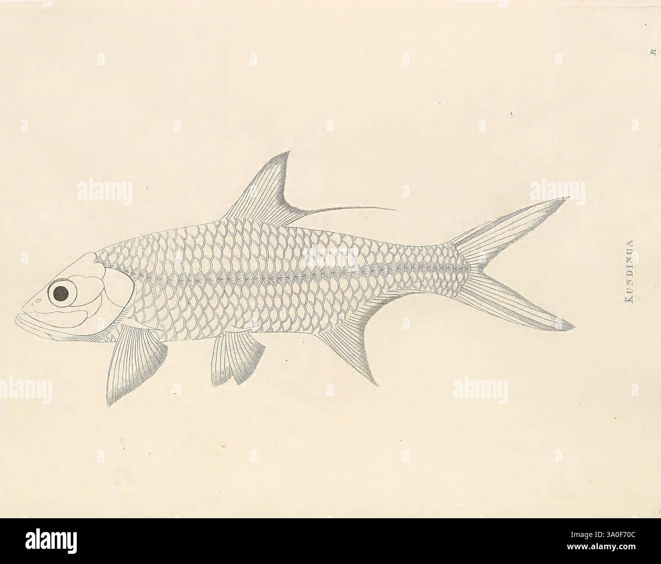 Descriptions, et, figures, de, deux, cent, poissons, Londres, imprimé ...