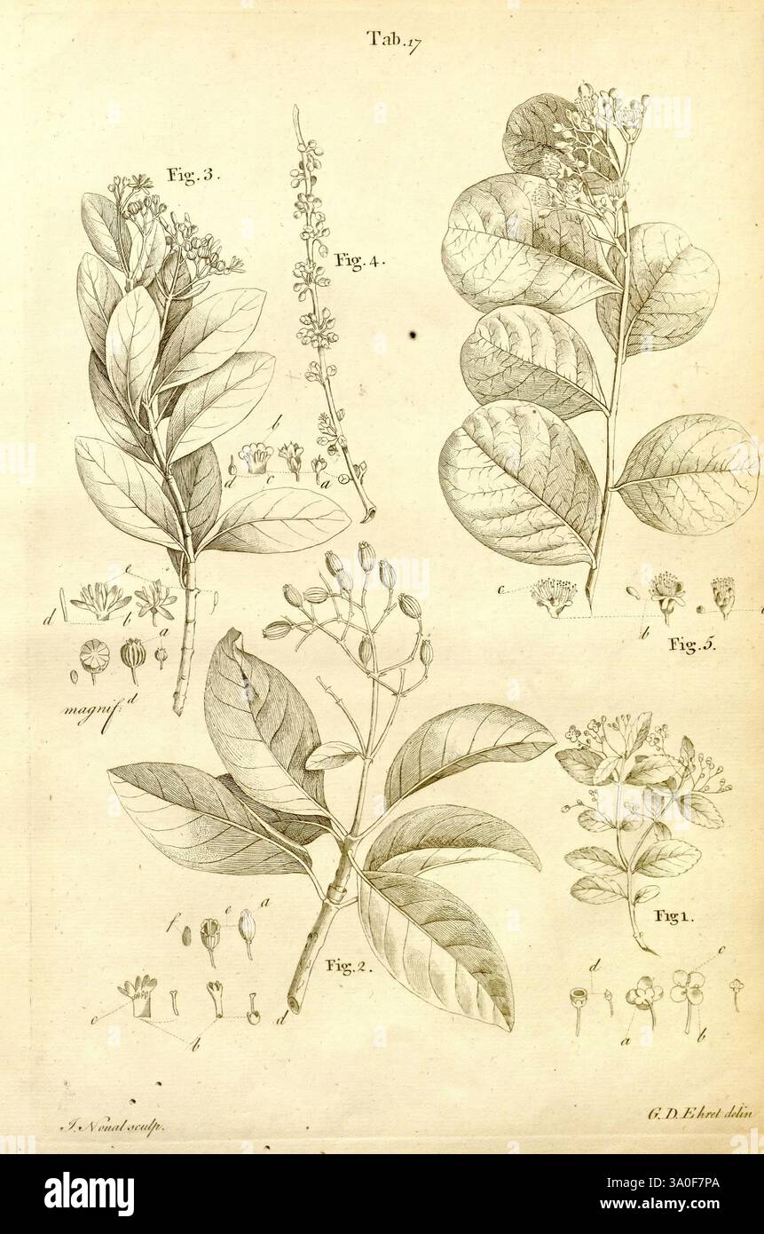 L'histoire civile et naturelle de la Jamaïque. Londres, imprimée pour l ...