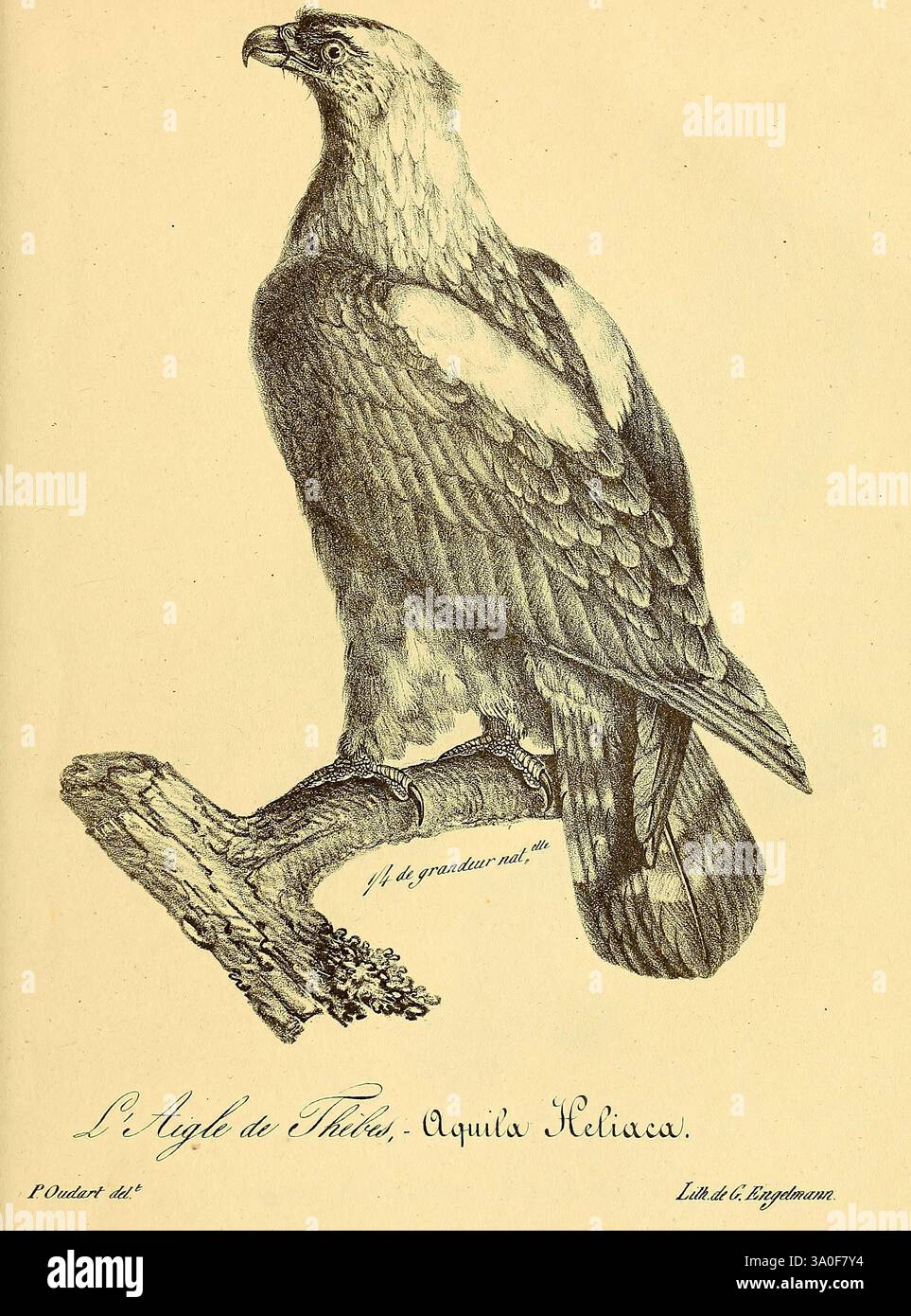 La galerie des oiseaux Paris Carpentier-Méricourt 1834. Birds Pictorial ...