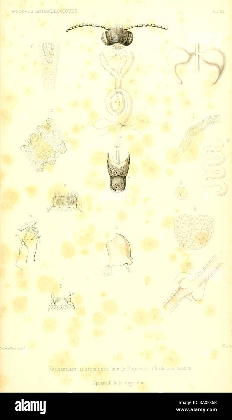 Cette illustration présente une étude scientifique détaillée de ...