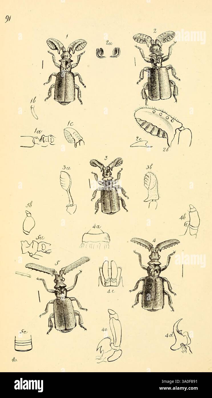 Arcana entomologica, ou illustrations de nouveaux insectes rares et ...