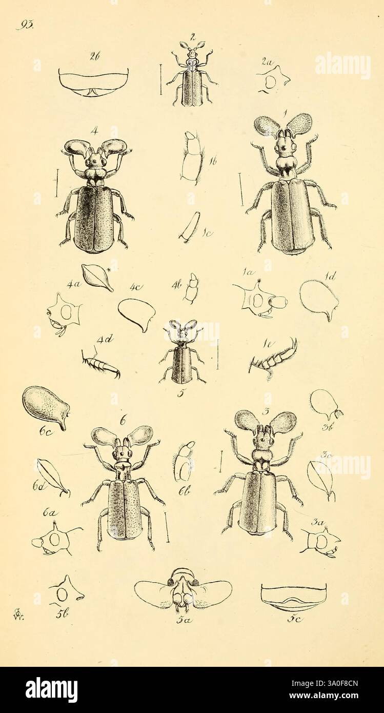 Arcana entomologica, ou illustrations de nouveaux insectes rares et ...