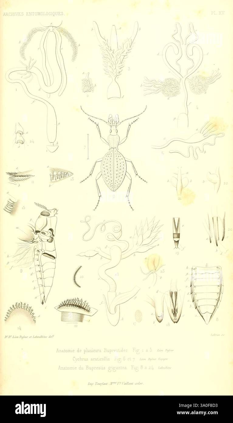Cette illustration présente une série de dessins scientifiques ...