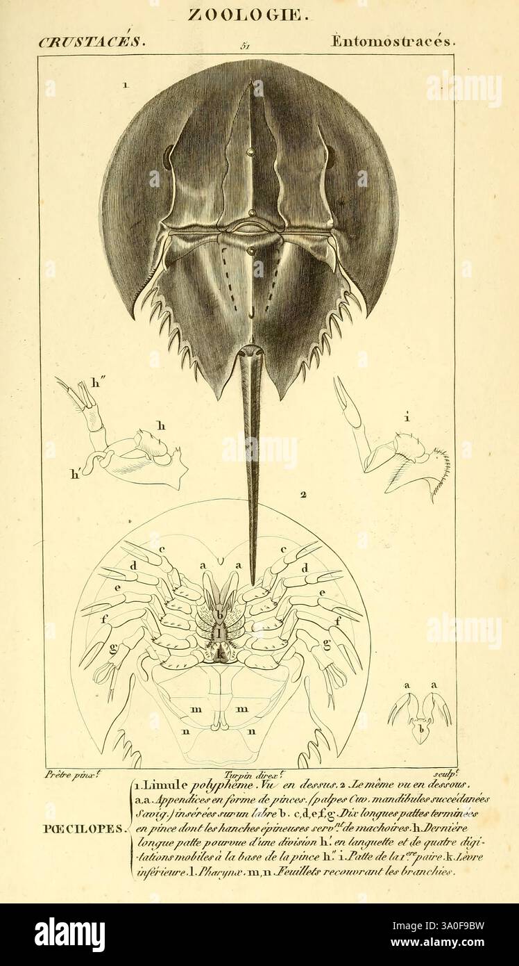 généralités sur la classe des crustaces, Paris, F.G. Levrault, 1825 ...