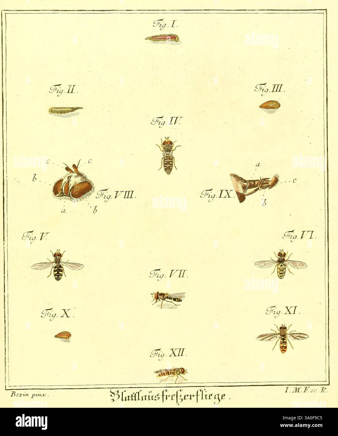 Abhandlungen von Insecten de Jacob Christian Schäffer, Regensburg ...