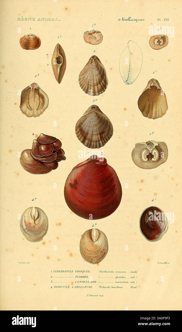 Les mollusques Paris Fortin Masson et cie 1836-1845 Classification ...