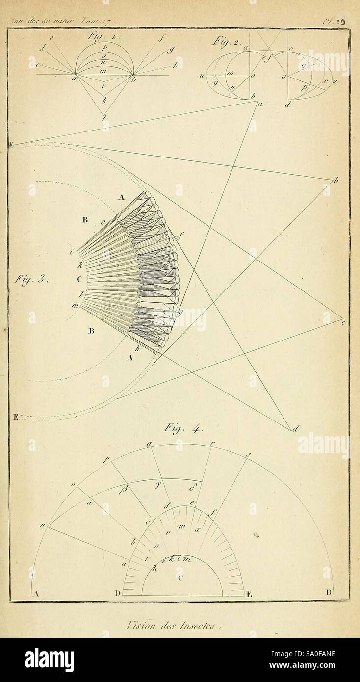 Annales des Sciences naturelles Paris Crochard Science anatomie ...
