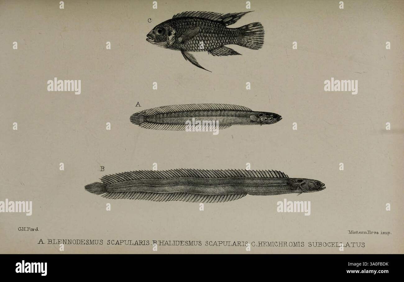 Proceedings of the Zoological Society of London London, Academic Press ...