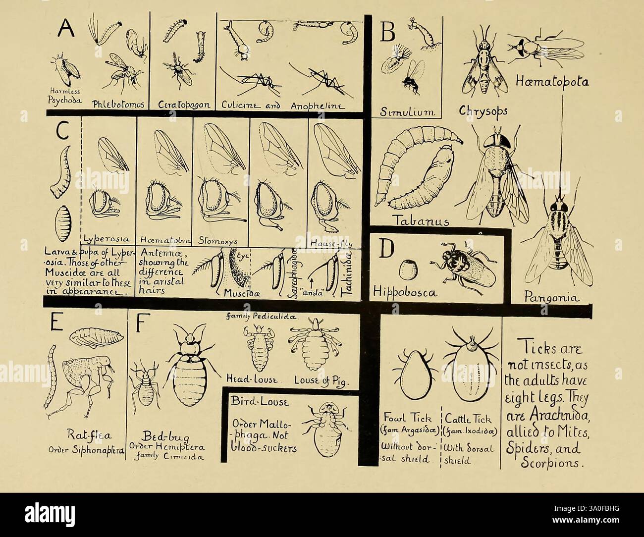 Indian Insect Life Calcutta, Thacker, Spink & Co, W. Thacker & Co, 2 ...