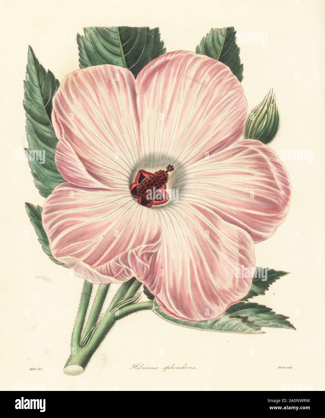 Splendide hibiscus, Hollyhock ou cotonnier rose, Hibiscus splendens ...