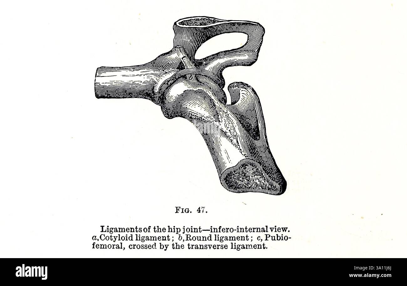 Ligaments de l'articulation de la hanche— vue inféro-interne, a ...