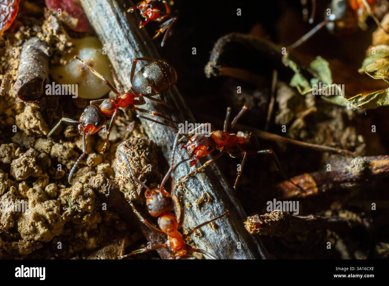 Fourmi rousse des bois Banque de photographies et d’images à haute ...