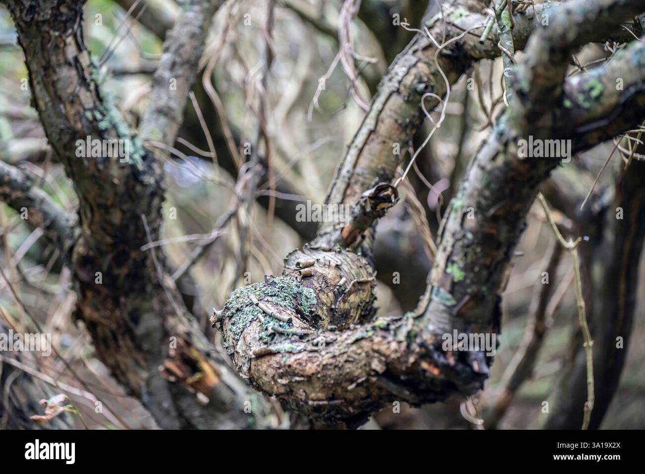 Arbre de ramification Banque de photographies et d’images à haute ...