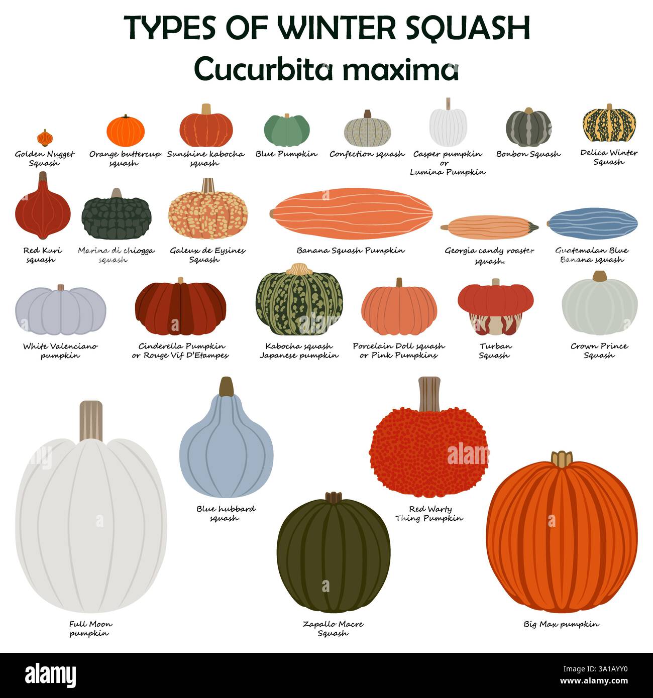 Types de courges d'hiver. Cucurbita maxima. Cucurbitaceae. Fruits et ...
