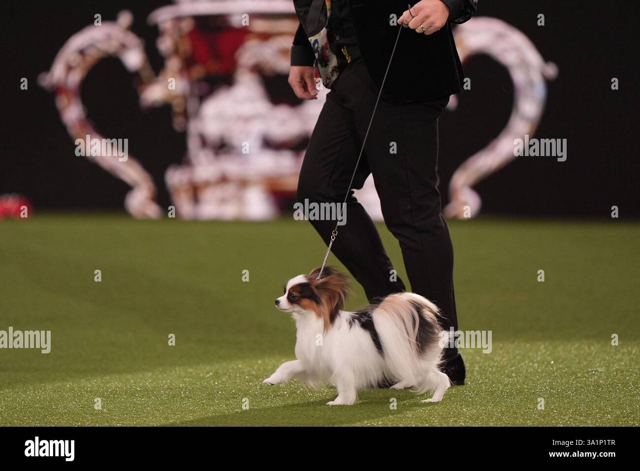 Finaliste, Sophia a papillon appartenant à Glenn Robb d'Oswestry lors ...