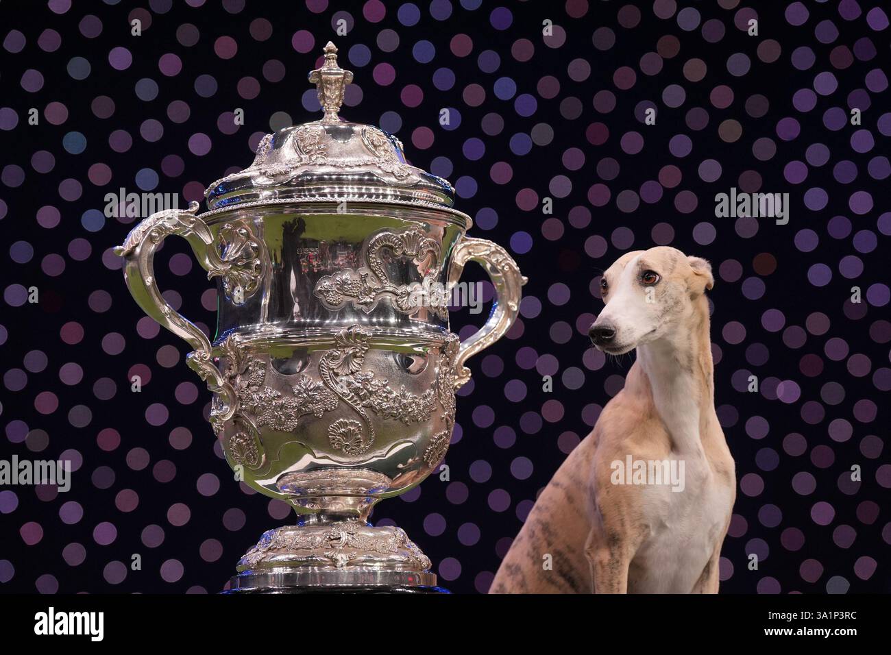 Whippet Miuccia, vainqueur de la finale du Best in Show au Crufts Dog Show au National ...