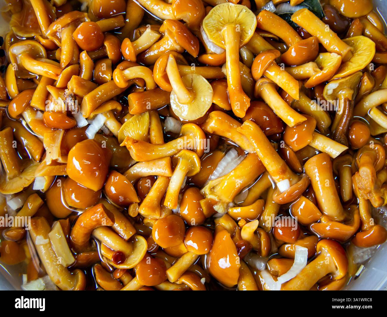 Champignons de fermentation Banque de photographies et d’images à haute ...