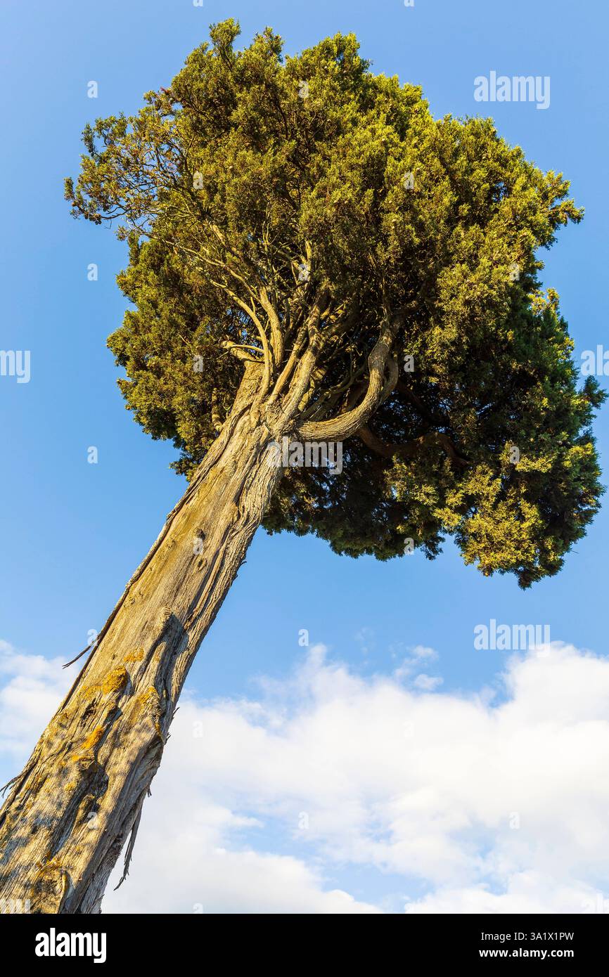 Trauer zypresse Banque de photographies et d’images à haute résolution ...