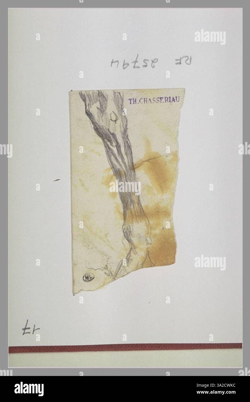 Anatomie muscle cheval Banque de photographies et d’images à haute ...