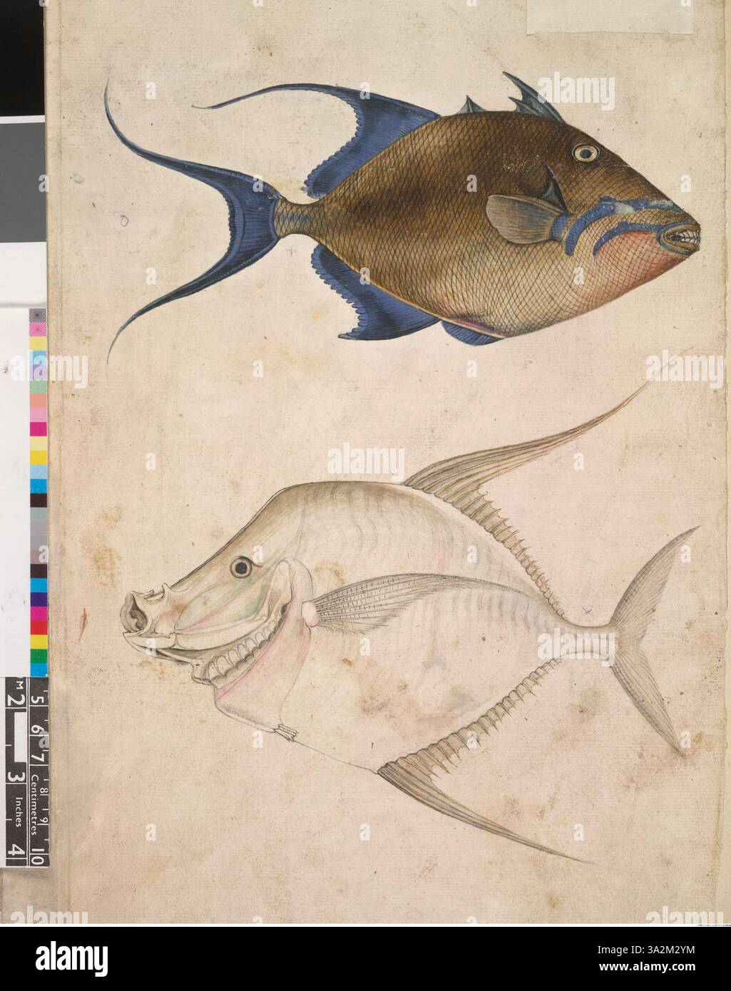 Poisson baliste dessin Banque de photographies et d’images à haute ...