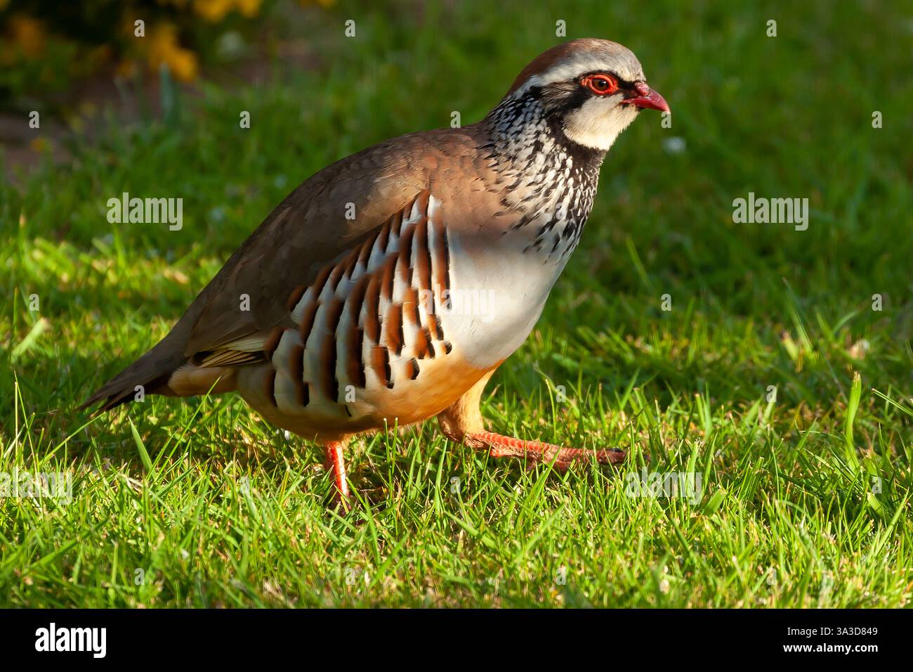 Perdrix rouge oiseau norfolk oiseau Banque de photographies et d’images ...