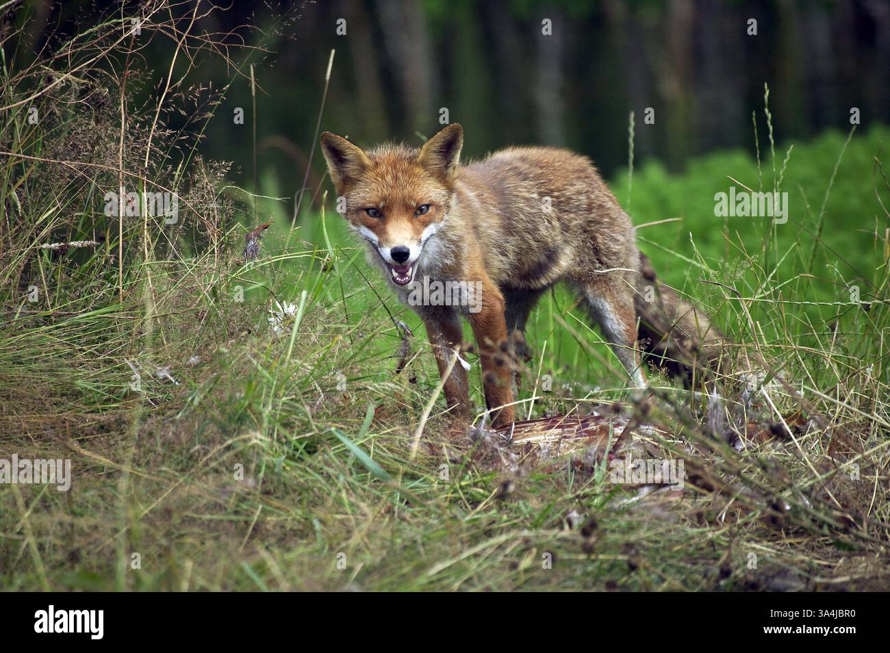 Adulte avec un meurtre de faisan commun Banque de photographies et d ...