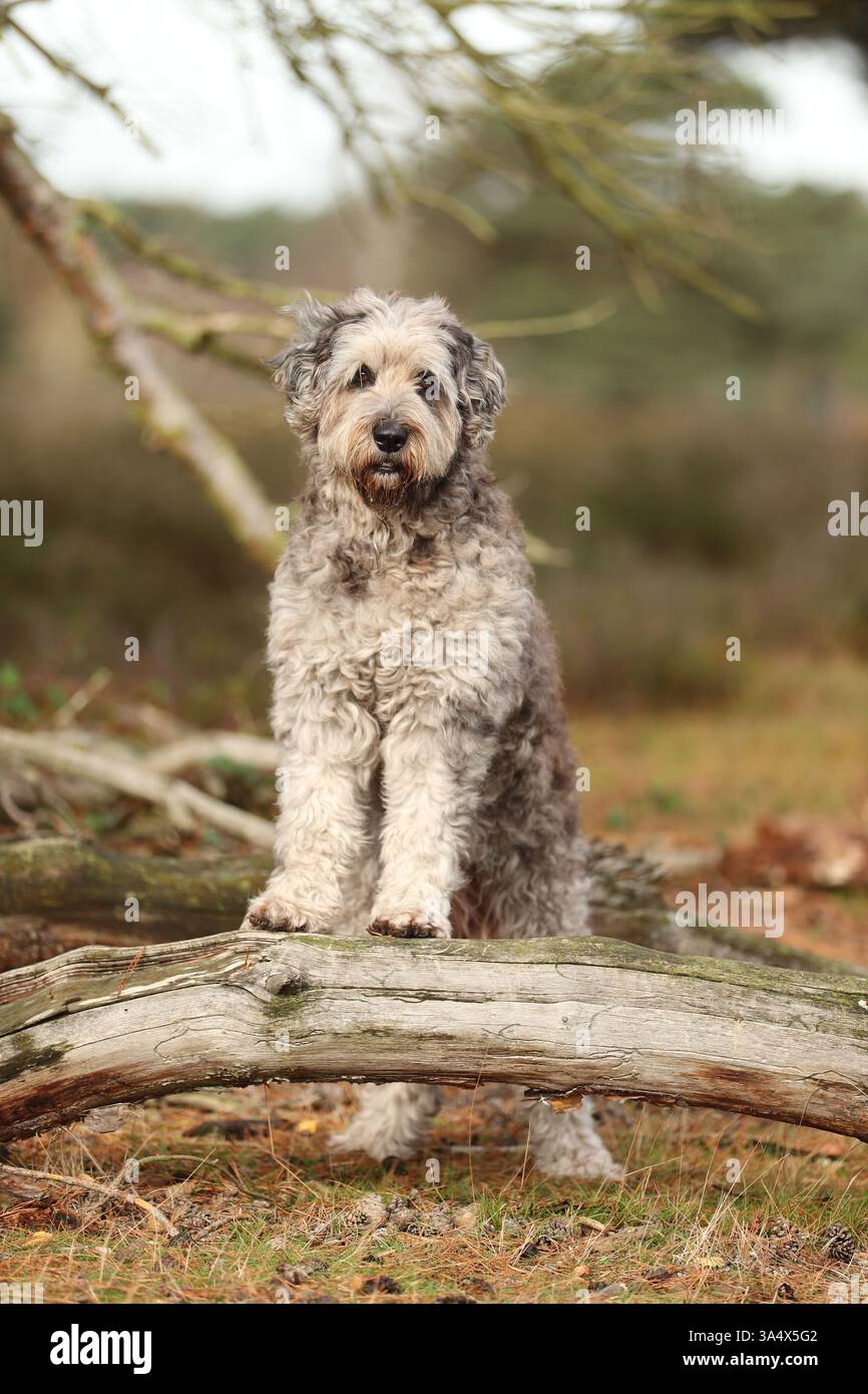 Bergamasco. shepherd Banque de photographies et d’images à haute ...
