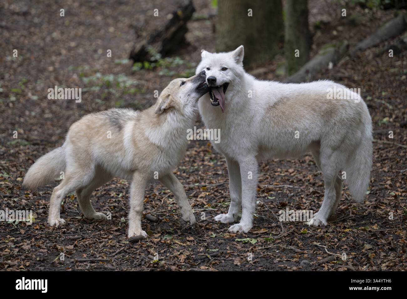 Loup soumis Banque de photographies et d’images à haute résolution - Alamy
