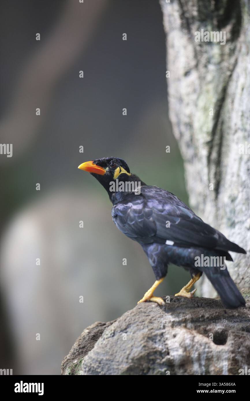 Common hill myna Banque de photographies et d’images à haute résolution ...