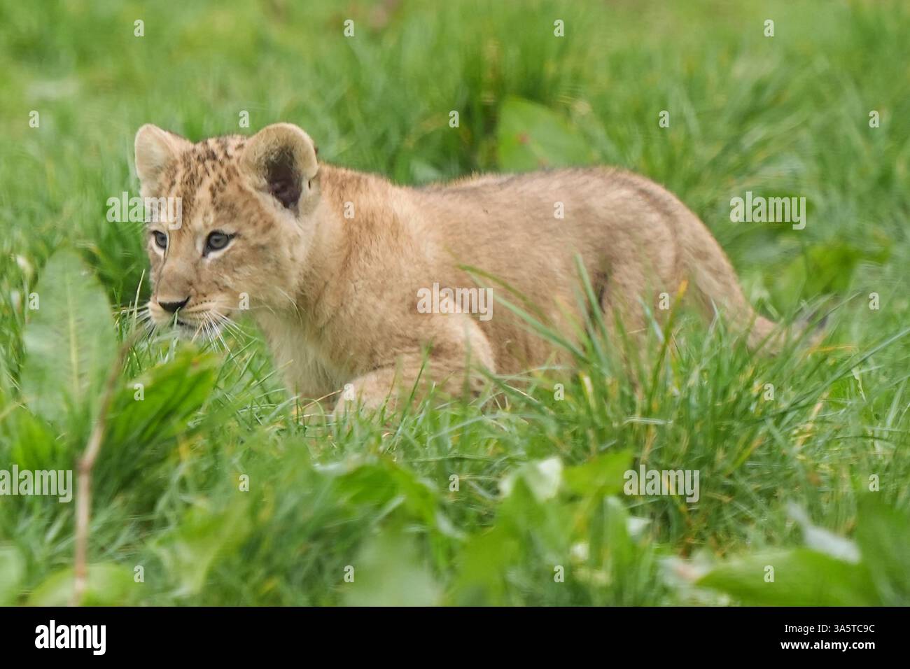 Un petit de huit semaines issu d'une portée de lions rares d'Afrique du ...