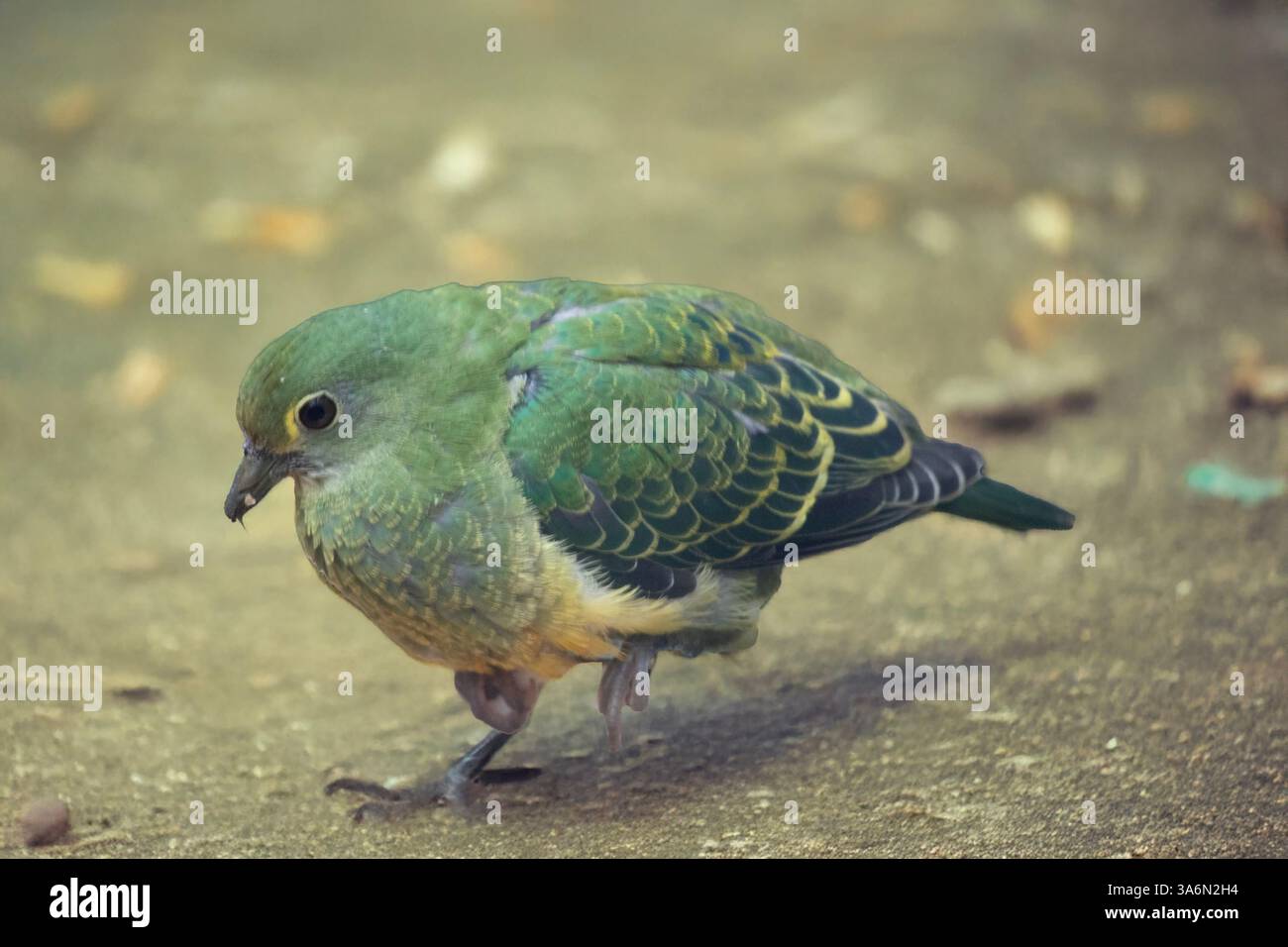 Colombe de fruit de couronne de rose Banque de photographies et d ...