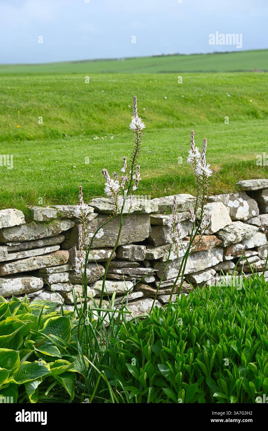 Asphodelus albus ou asphodel blanc dans le jardin en terrasses de ...
