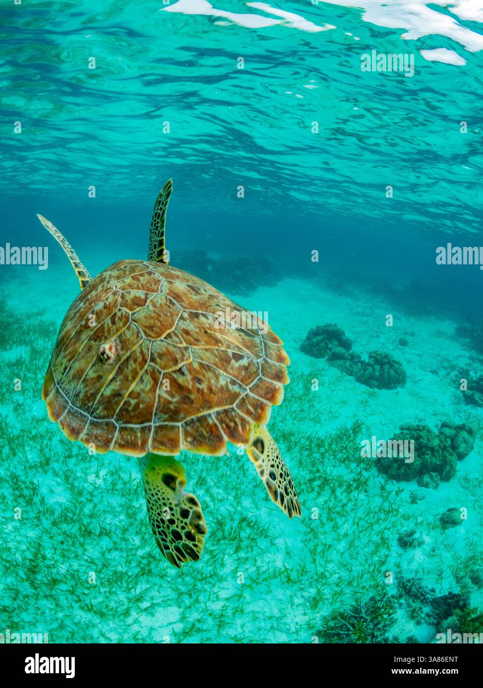 Tortue verte de mer (Chelonia mydas), surface pour l'air près de Caye ...