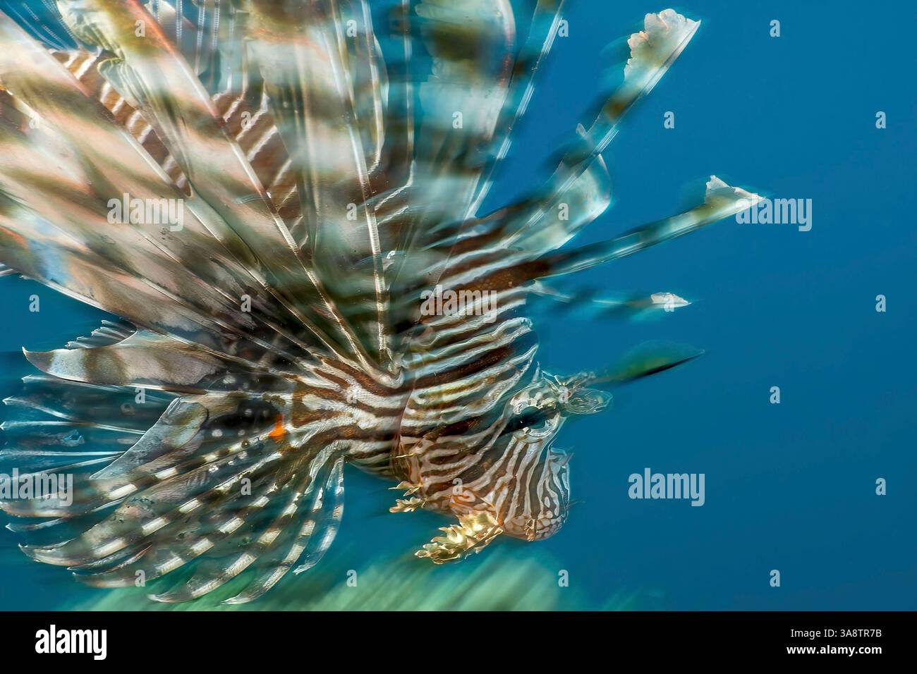 Le poisson-lion (Pterois volitans), une espèce venimeuse et ...