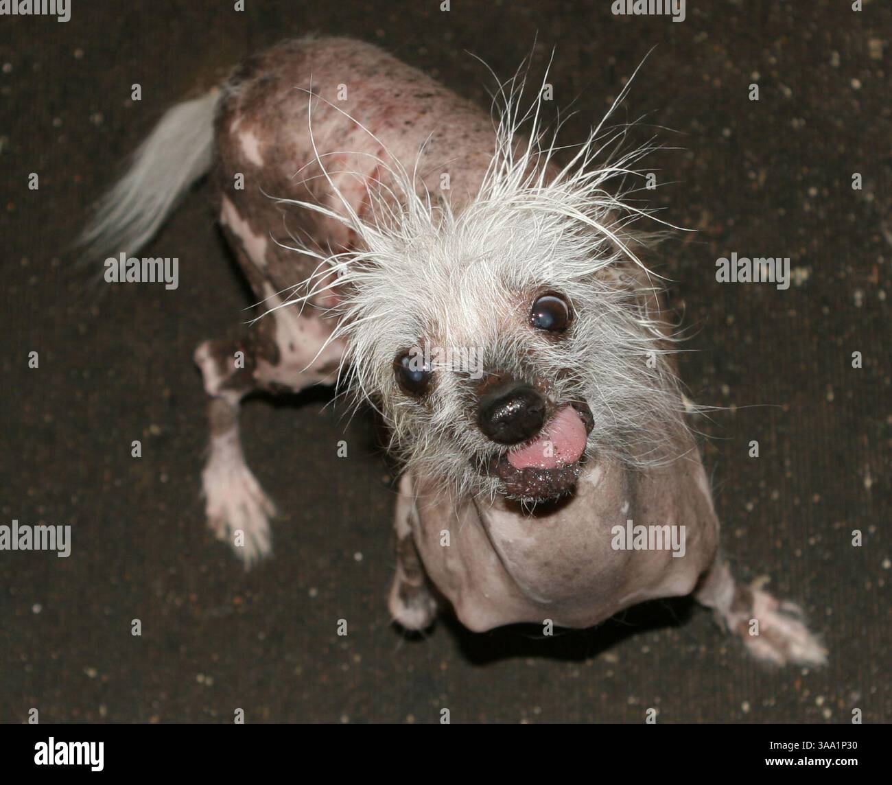 23 mars 2006 ; Sunnyvale, CA, États-Unis ; Rascal, le seul chien moche ...