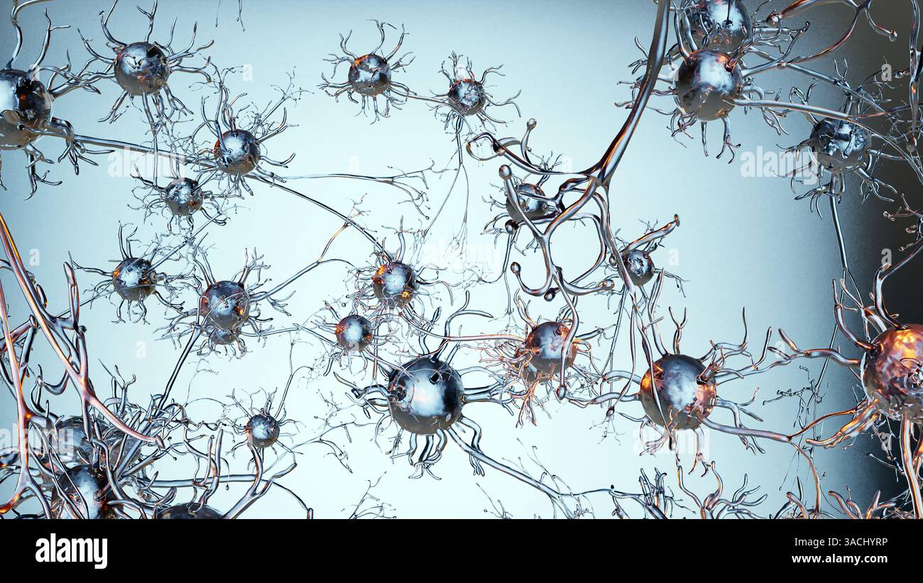 Anatomie du système nerveux humain, neurones ou cellules nerveuses ...